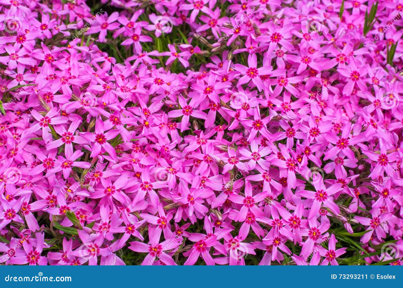 Many little pink flowers stock image. Image of grass - 73293211