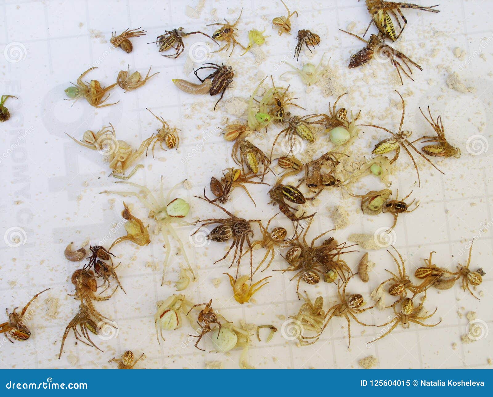 Many little spiders stock image. Image of decorative - 125604015