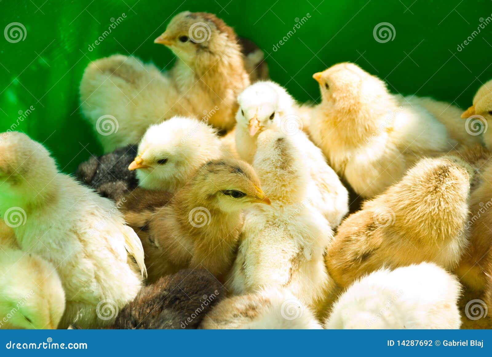 Many little yellow chicks stock photo. Image of baby - 14287692