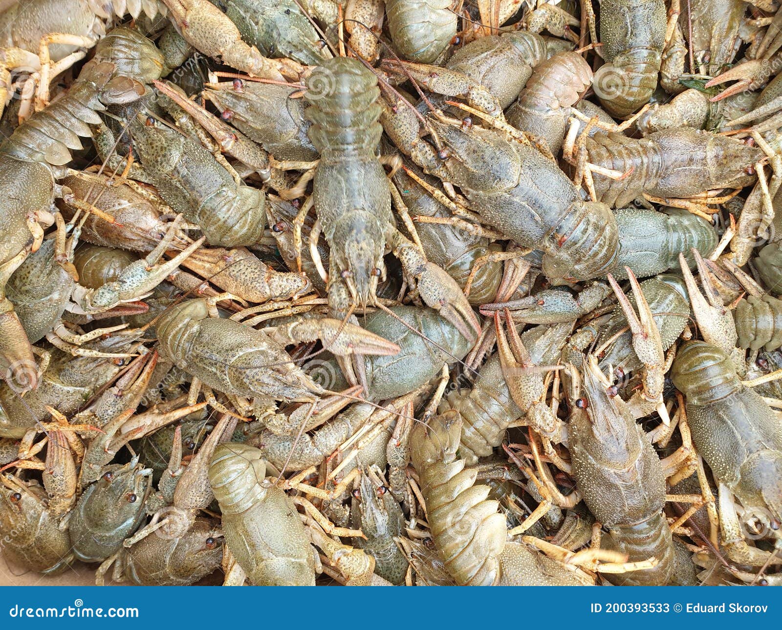 Many Live Crawfish Close-up, Blank Or Texture Stock Image ...