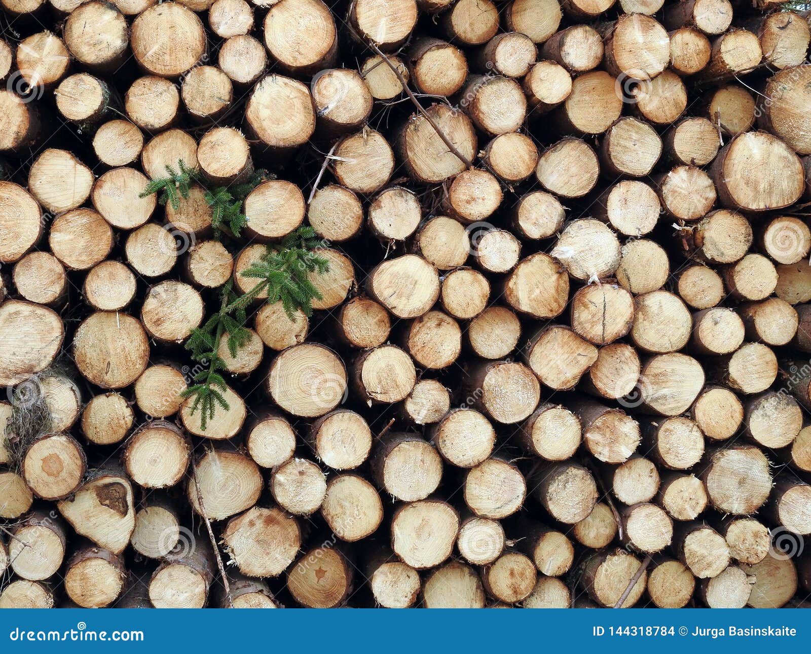 Many Log in Forest, Lithuania Stock Photo - Image of small, natural ...