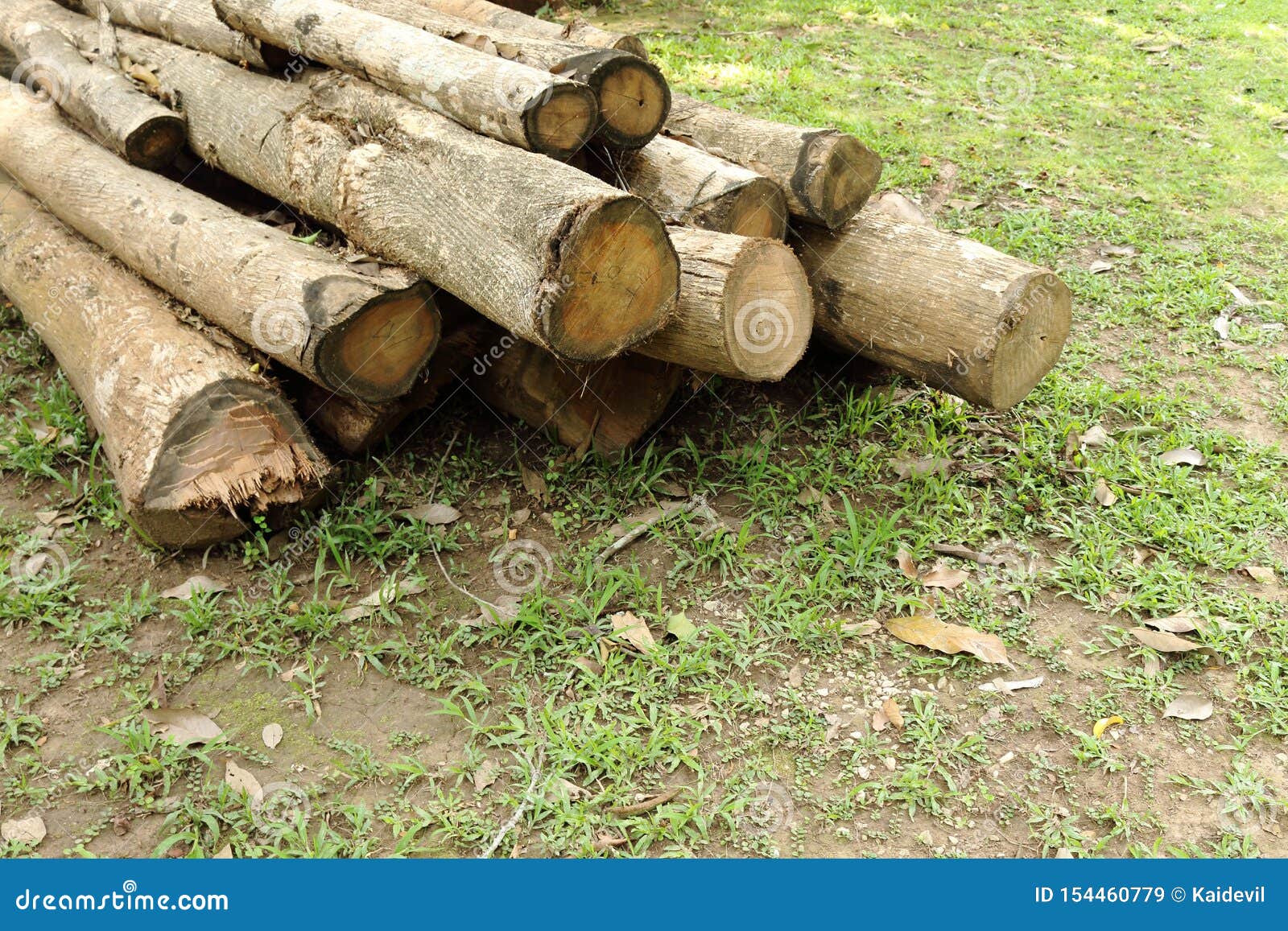 Many Log Stacing on the Ground Stock Image - Image of nature, sunny ...