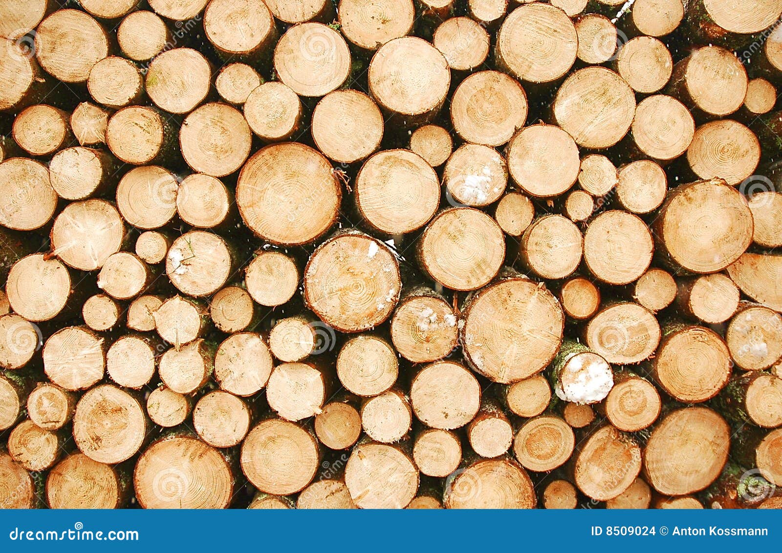 Many logs stock photo. Image of brown, rings, forest, tree - 8509024
