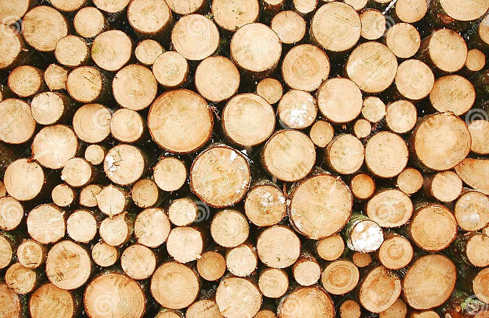 Many logs stock photo. Image of brown, rings, forest, tree - 8509024