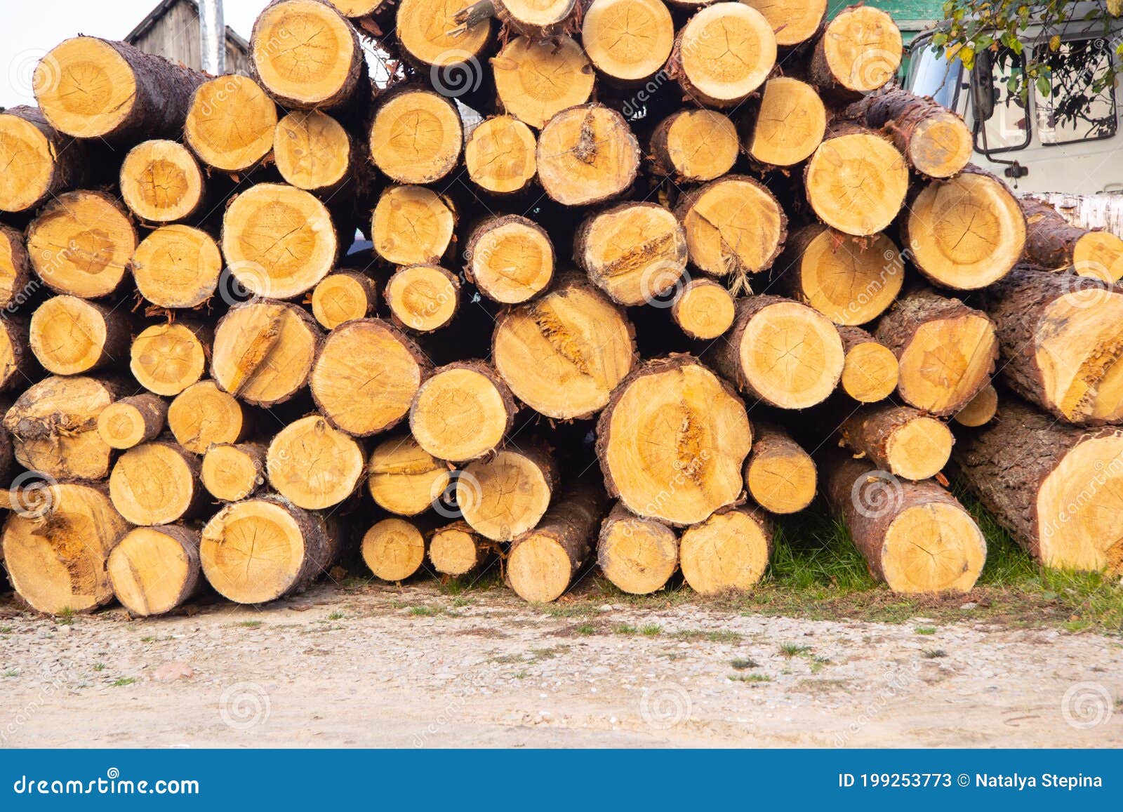 Many Logs of Different Tones Lie with a Saw Forward. Cut Tree Trunks ...