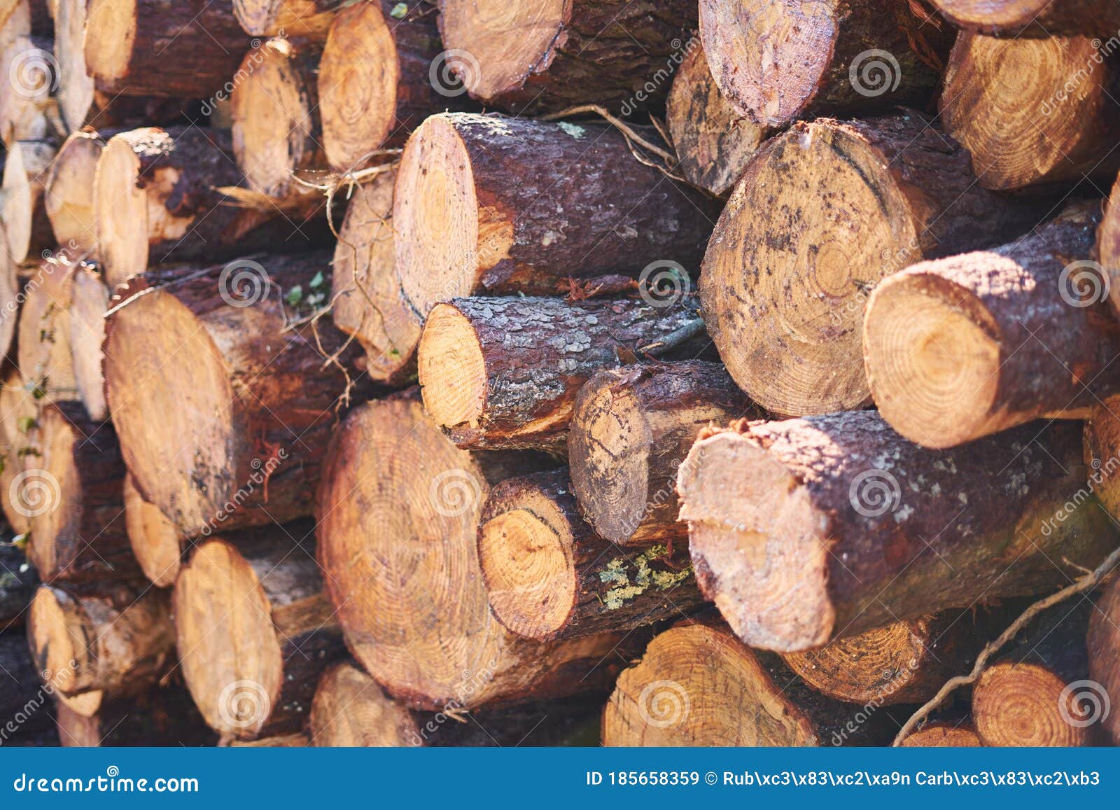 Many Logs Of Spruce And Birch Trees In The Warehouse Of Timber Industry ...