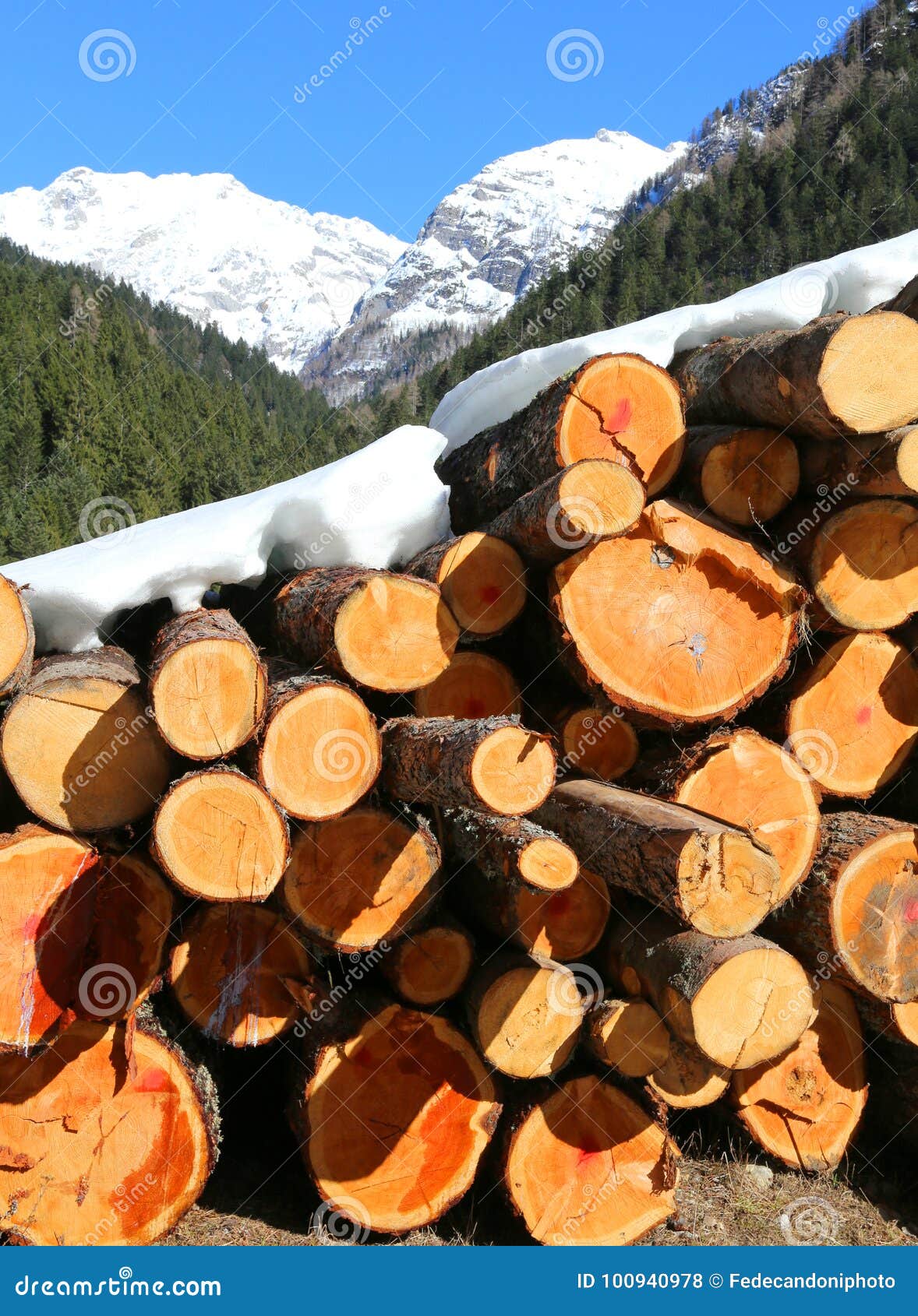 Many Logs in the Mountains in Winter with Snow Stock Photo - Image of ...