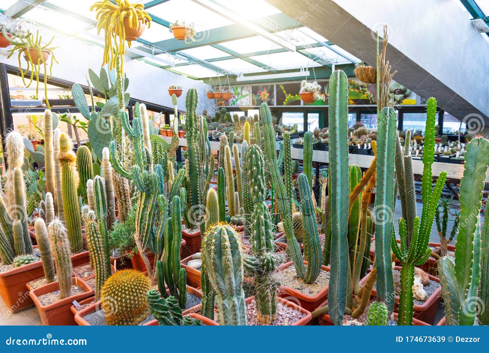 Many Long Fluffy Cacti In The Greenhouse Royalty-Free Stock Photo ...