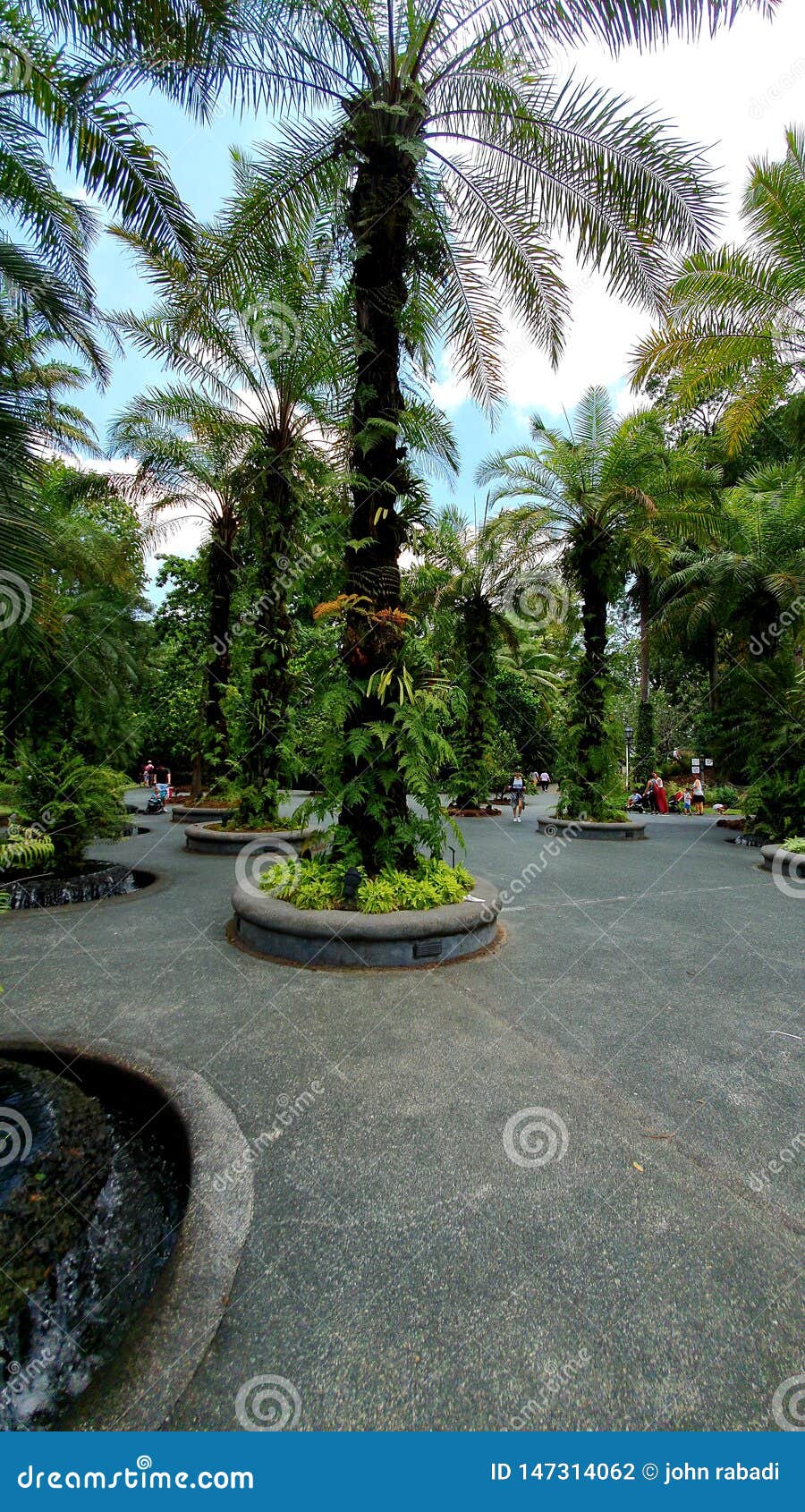 Dates Trees Palms In Desert Of Algeria Royalty-Free Stock Photography ...