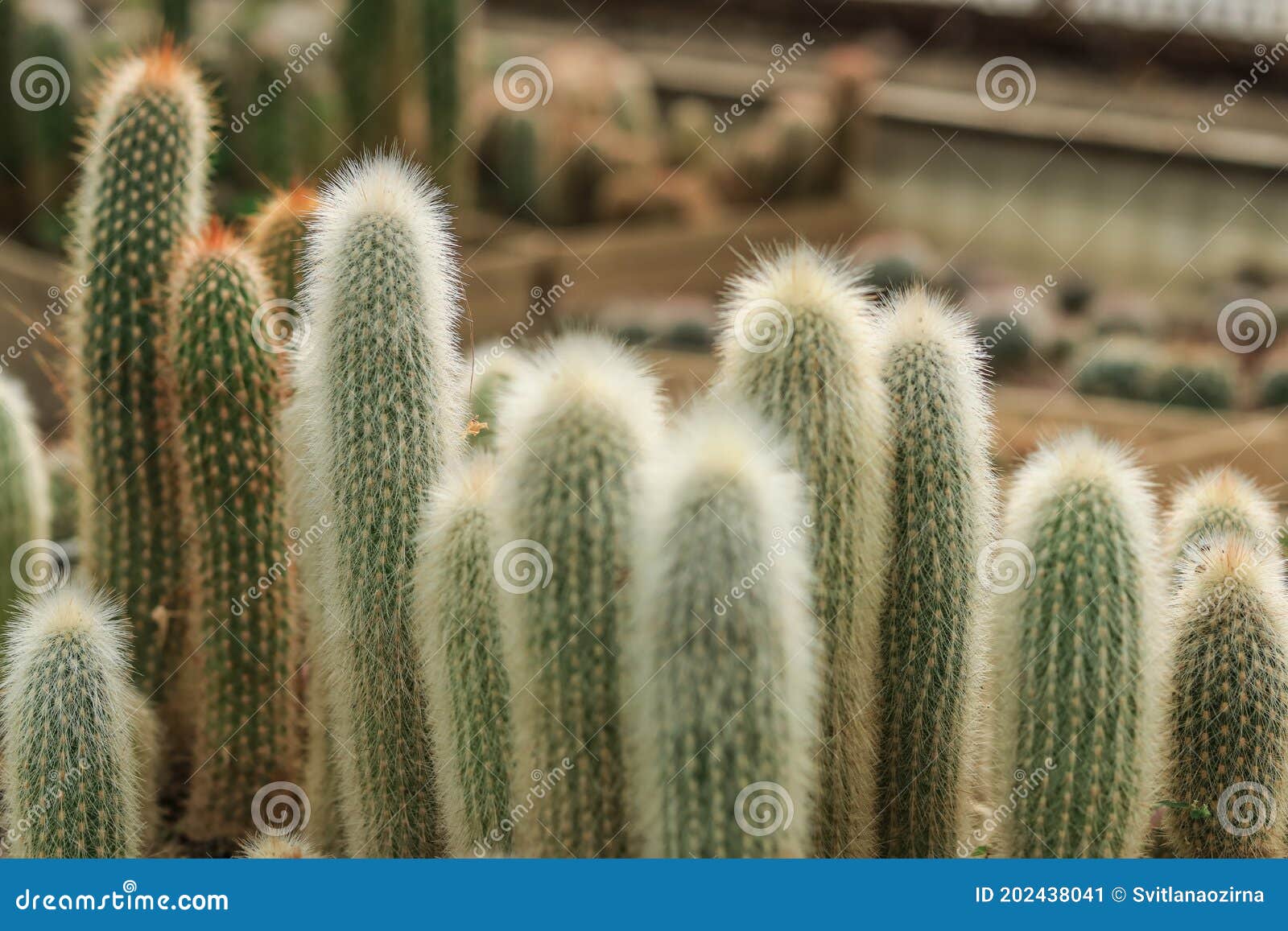 Many Long Fluffy Cacti in the Greenhouse Stock Image - Image of ...