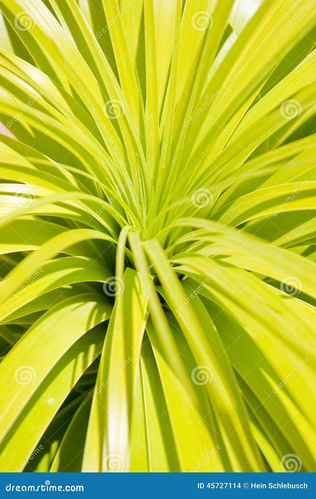 Many long green leaves stock photo. Image of garden, globe - 45727114