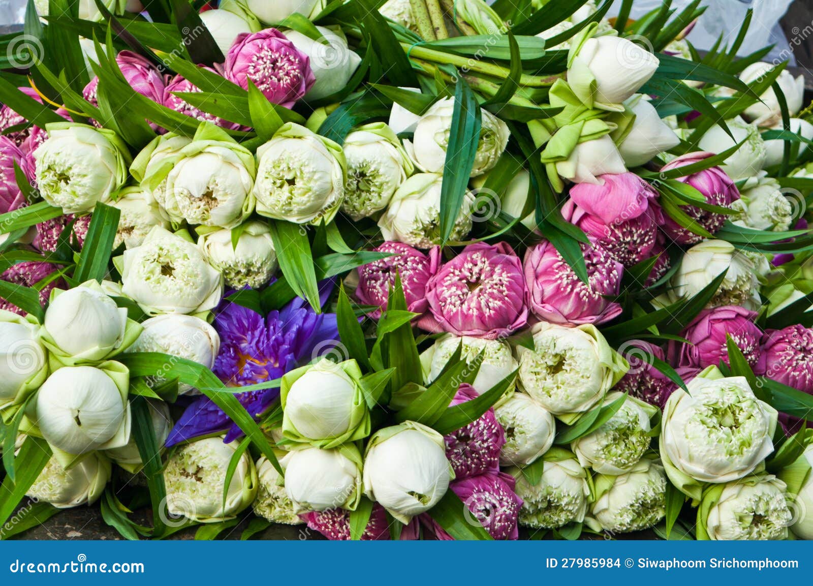 Many Lotus Flowers stock photo. Image of east, scene - 27985984