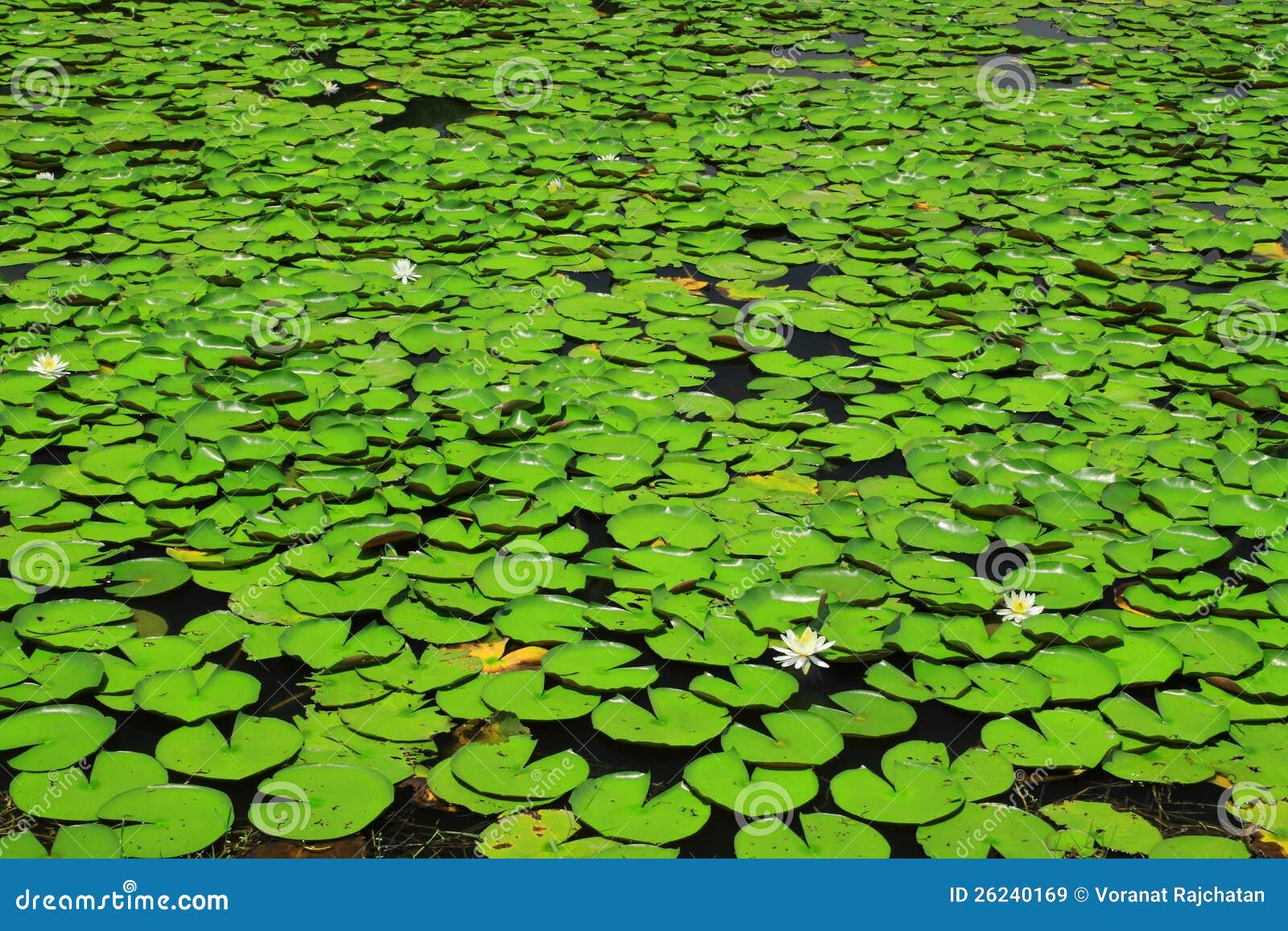 Many lotus leaf stock image. Image of elegance, floral - 26240169