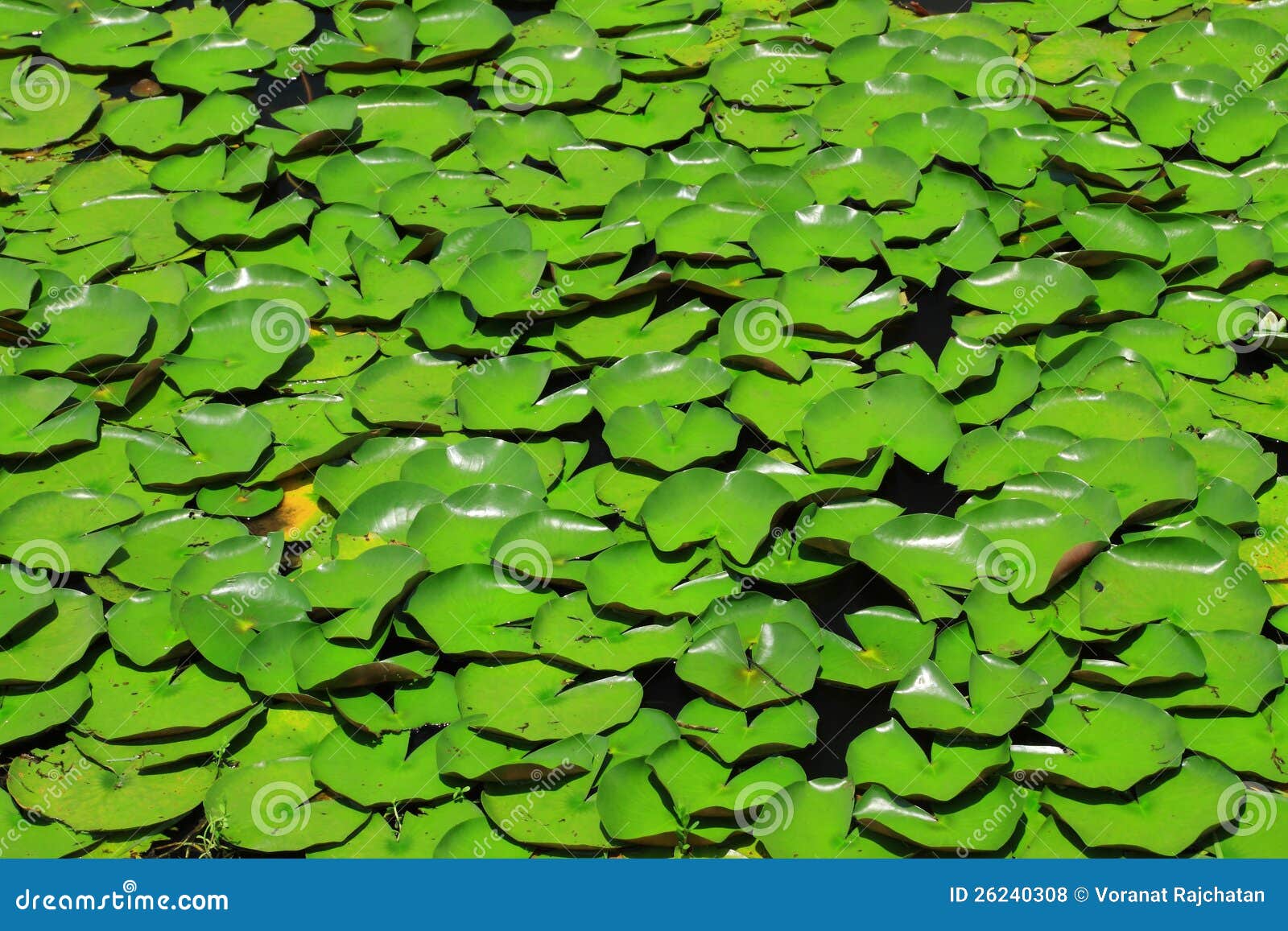 Many lotus leaf stock photo. Image of elegance, natural - 26240308