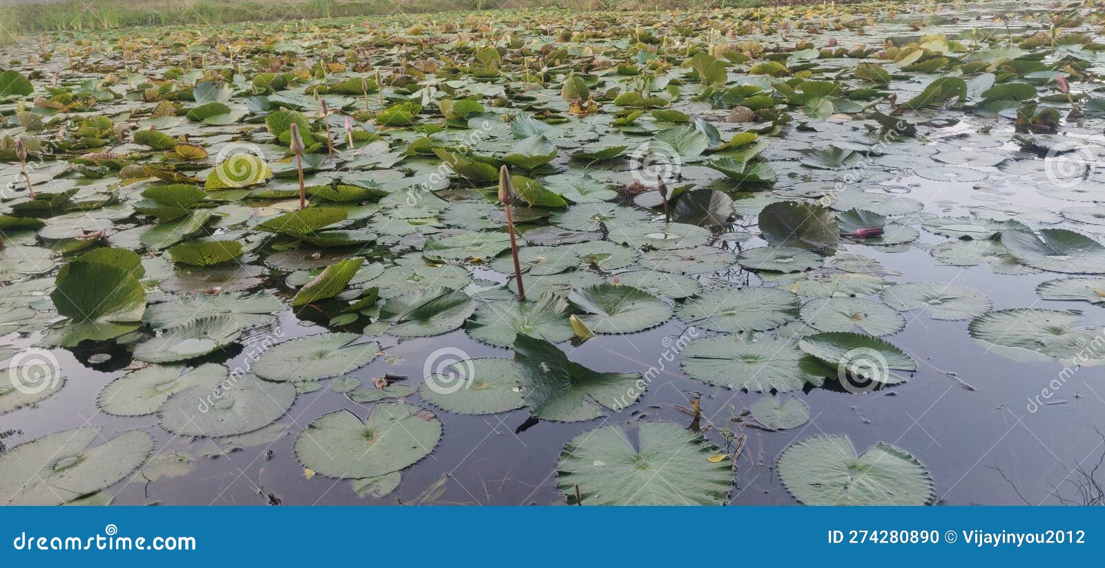 Many Lotus in Water Body in Pond Stock Photo - Image of water, lotus ...