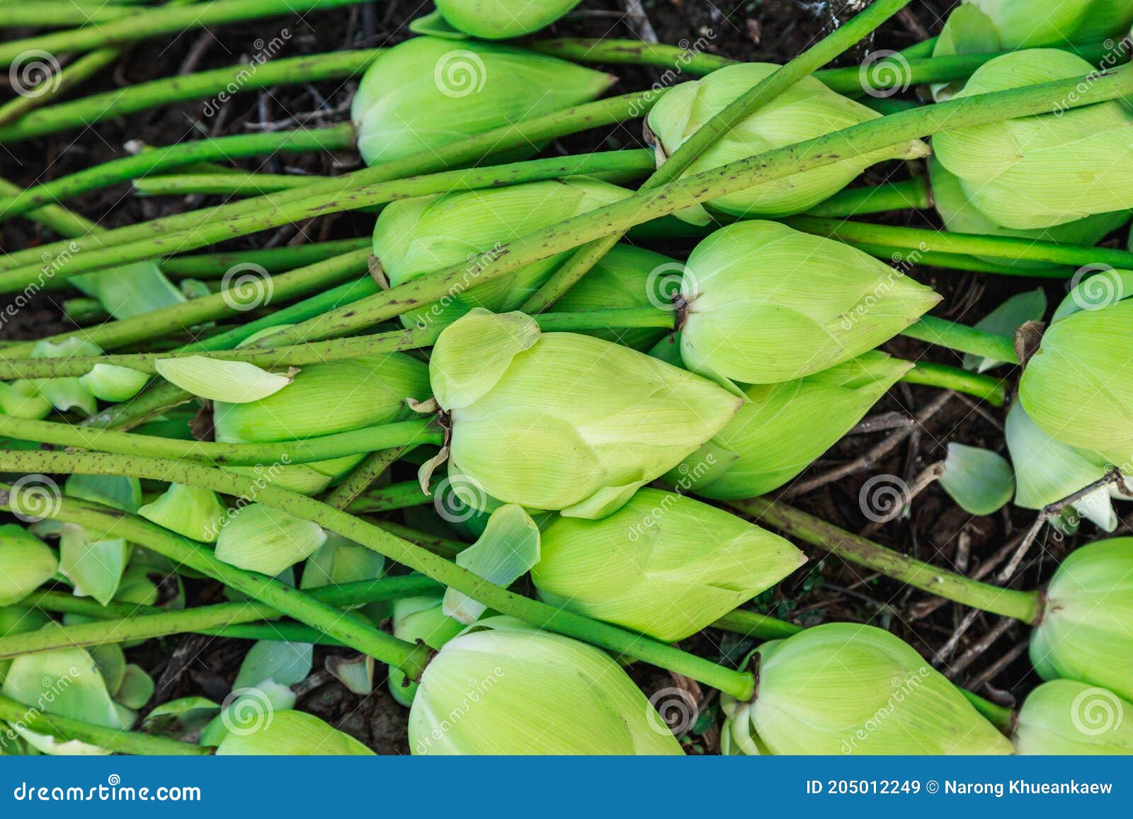 Many Lotuses Bud on the Ground Stock Image - Image of garden, bunch ...