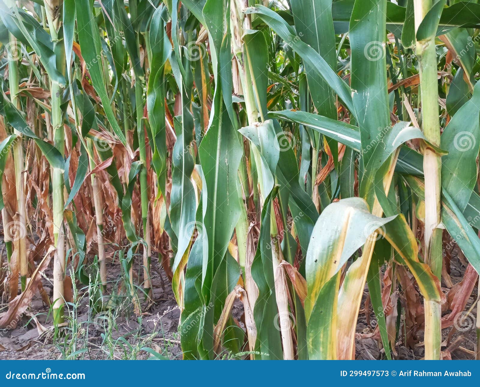 Many Maize Cob Corn Plants at the Field during the Day Stock Image ...