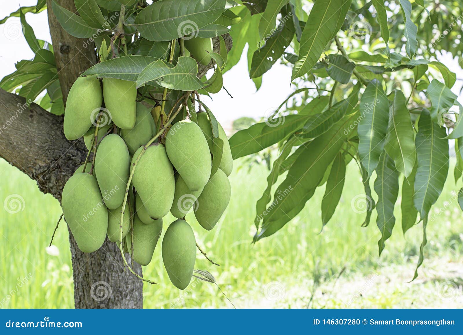 Many Mango on the Tree in Garden Background in Paddy Fields Stock Photo ...
