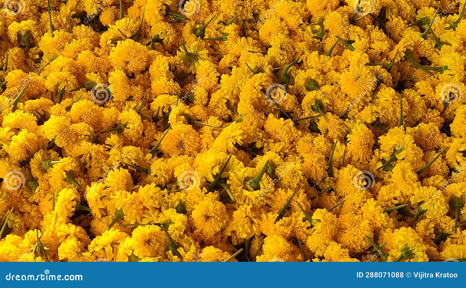 Many of Marigold Background Stock Photo - Image of decoration, beauty ...