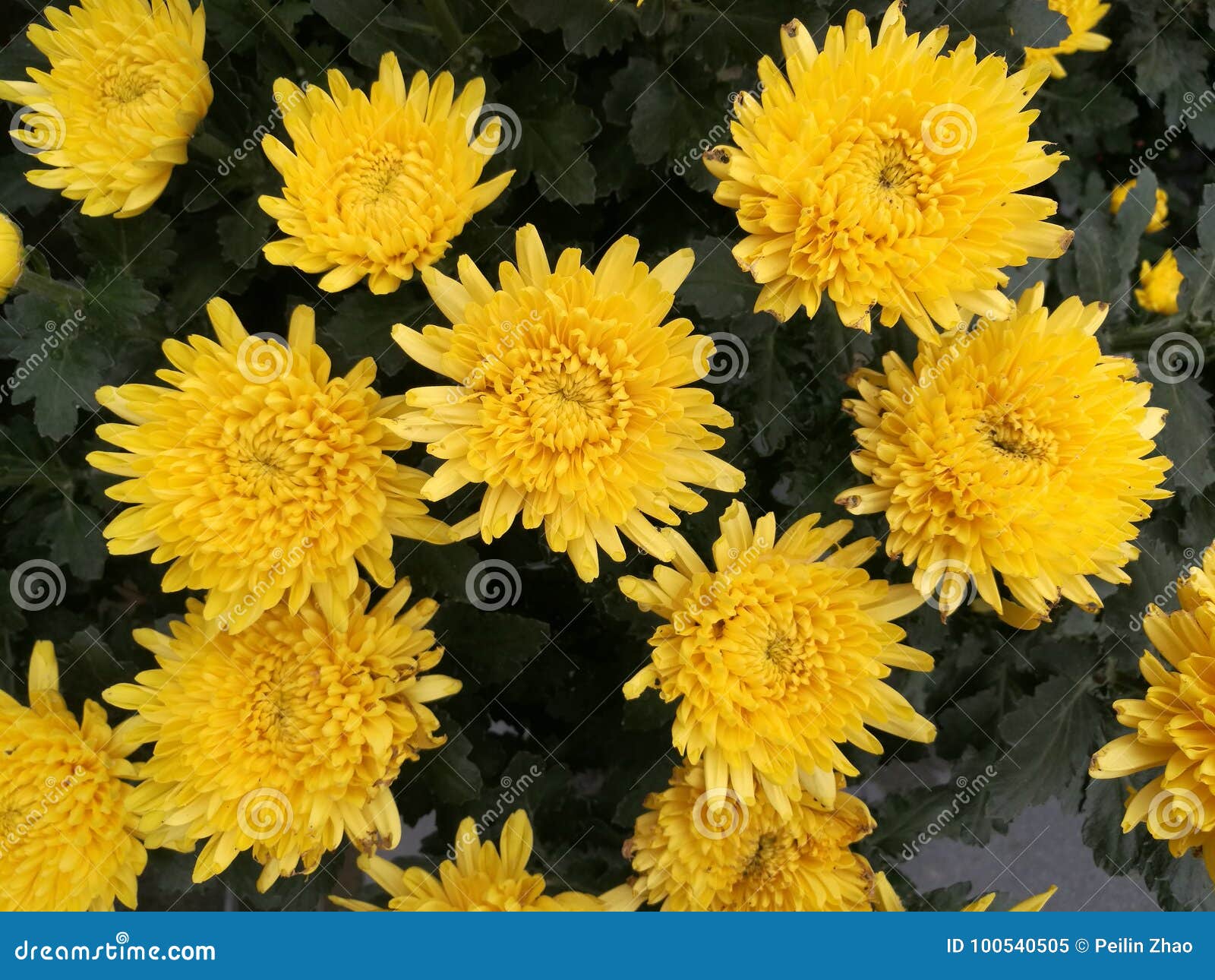 Many marigolds in fall stock image. Image of chrysanthemum - 100540505
