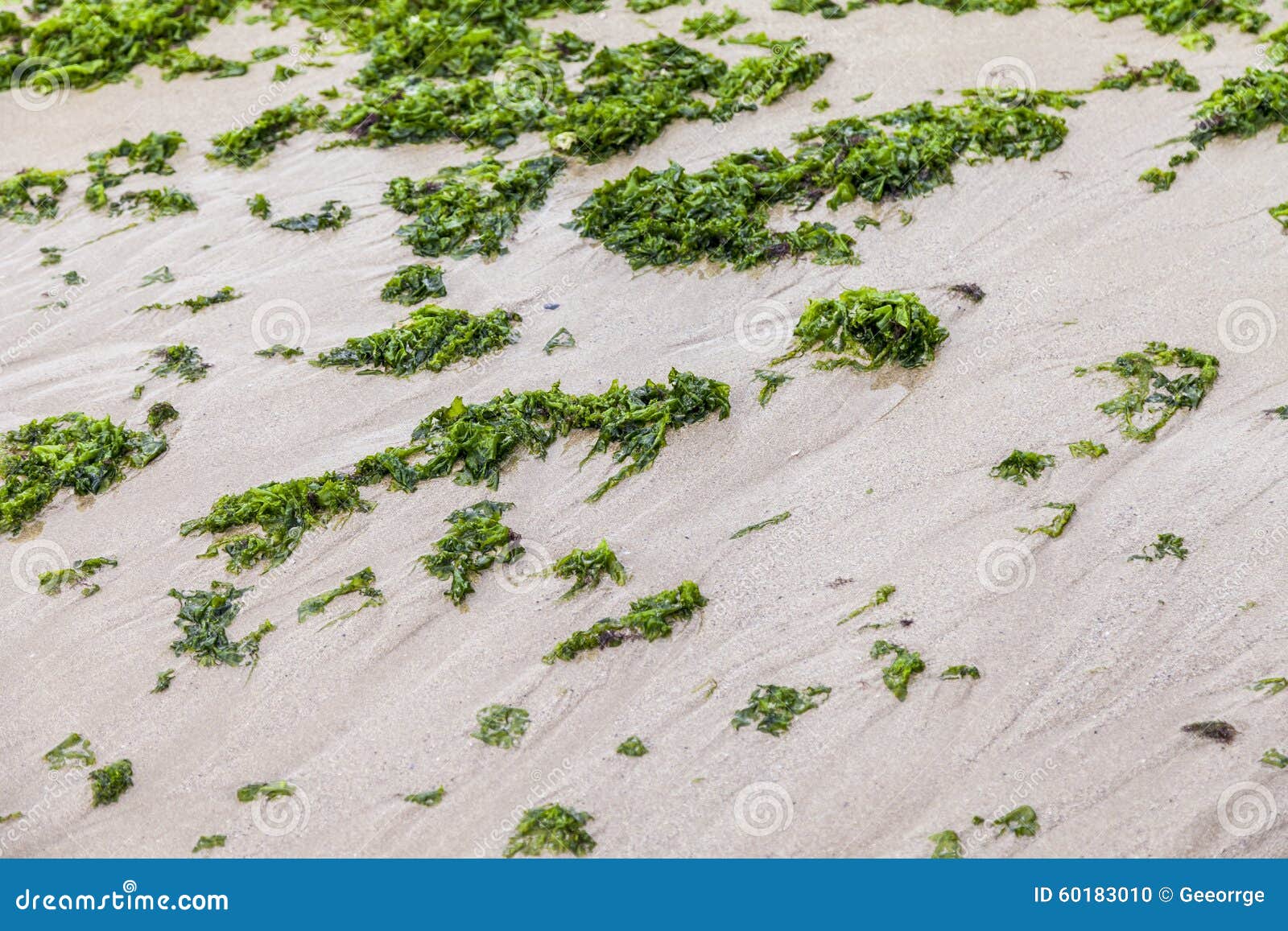 Many Marine Algae Collected from the Shore Stock Photo - Image of algae ...