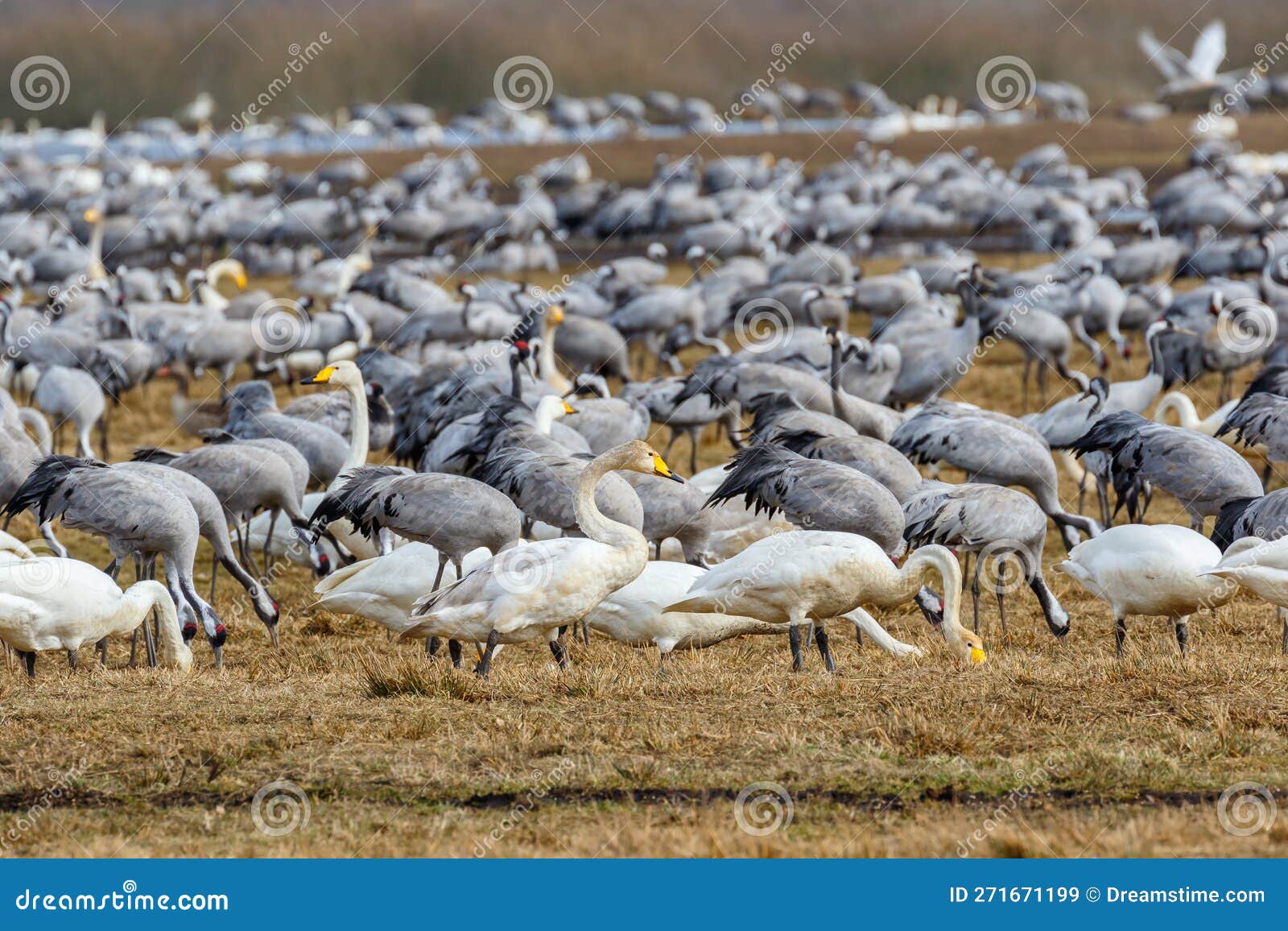 Many Migrating Cranes and Whooper Swans in a Field in Spring Stock ...