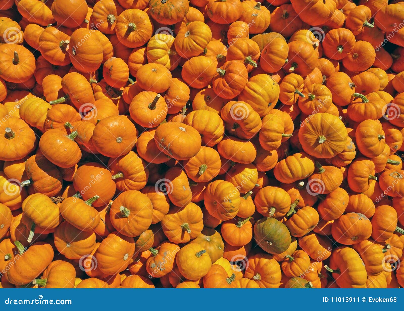 Miniature Pumpkins On Wooden Slat Background. Royalty-Free Stock Image ...