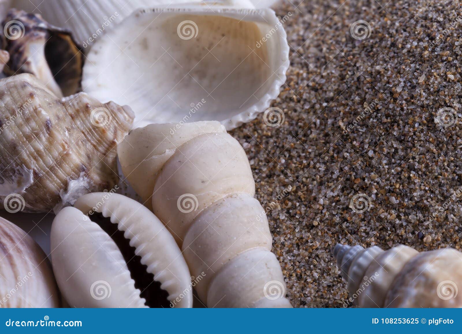 Mollusk Shells with Beach Sand Stock Image - Image of shell, leisure ...