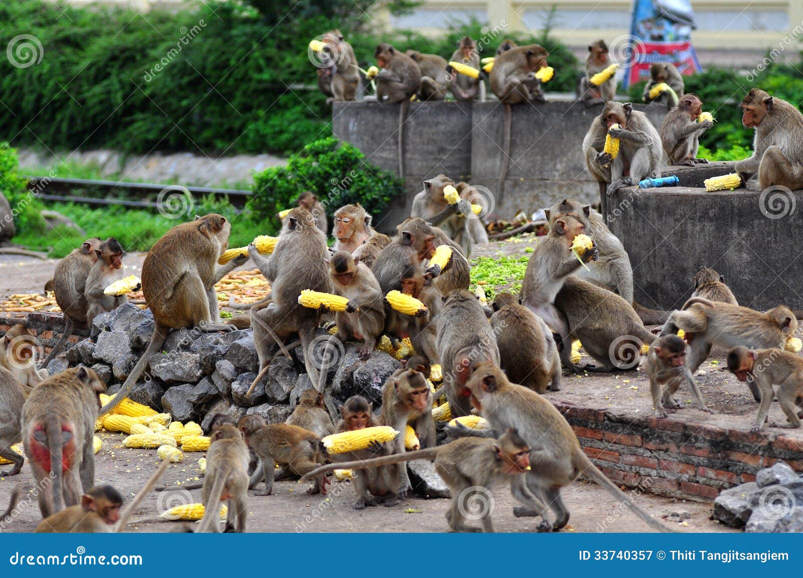 Numerous Monkeys