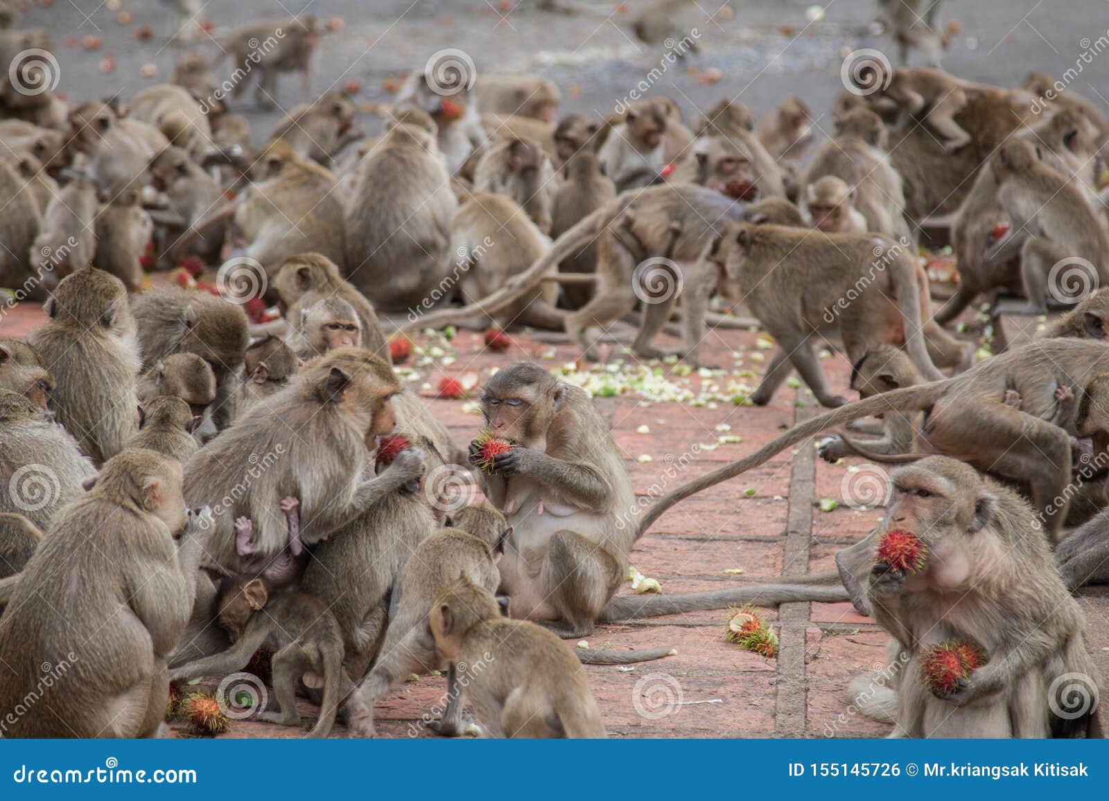 Horde Of Monkeys Jumping Between Religious Buildings Royalty-Free Stock ...