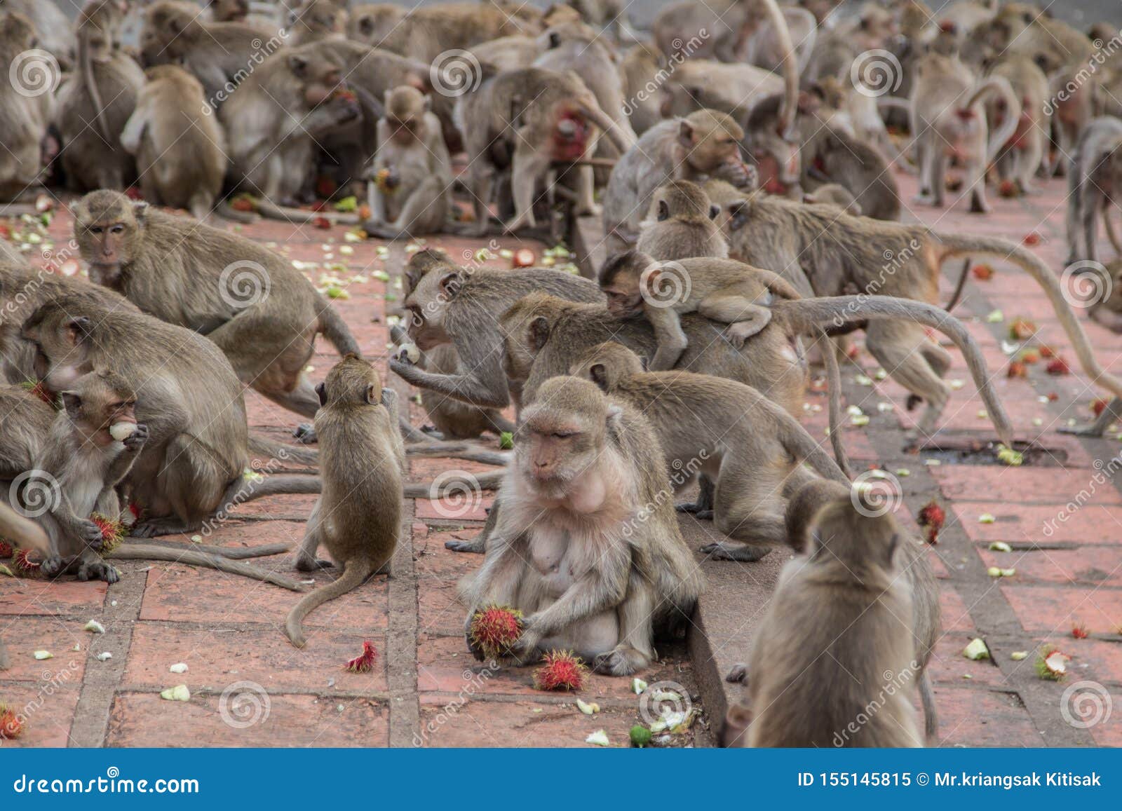 Many Monkey are Scramble for Food and the Fruit Stock Image - Image of ...