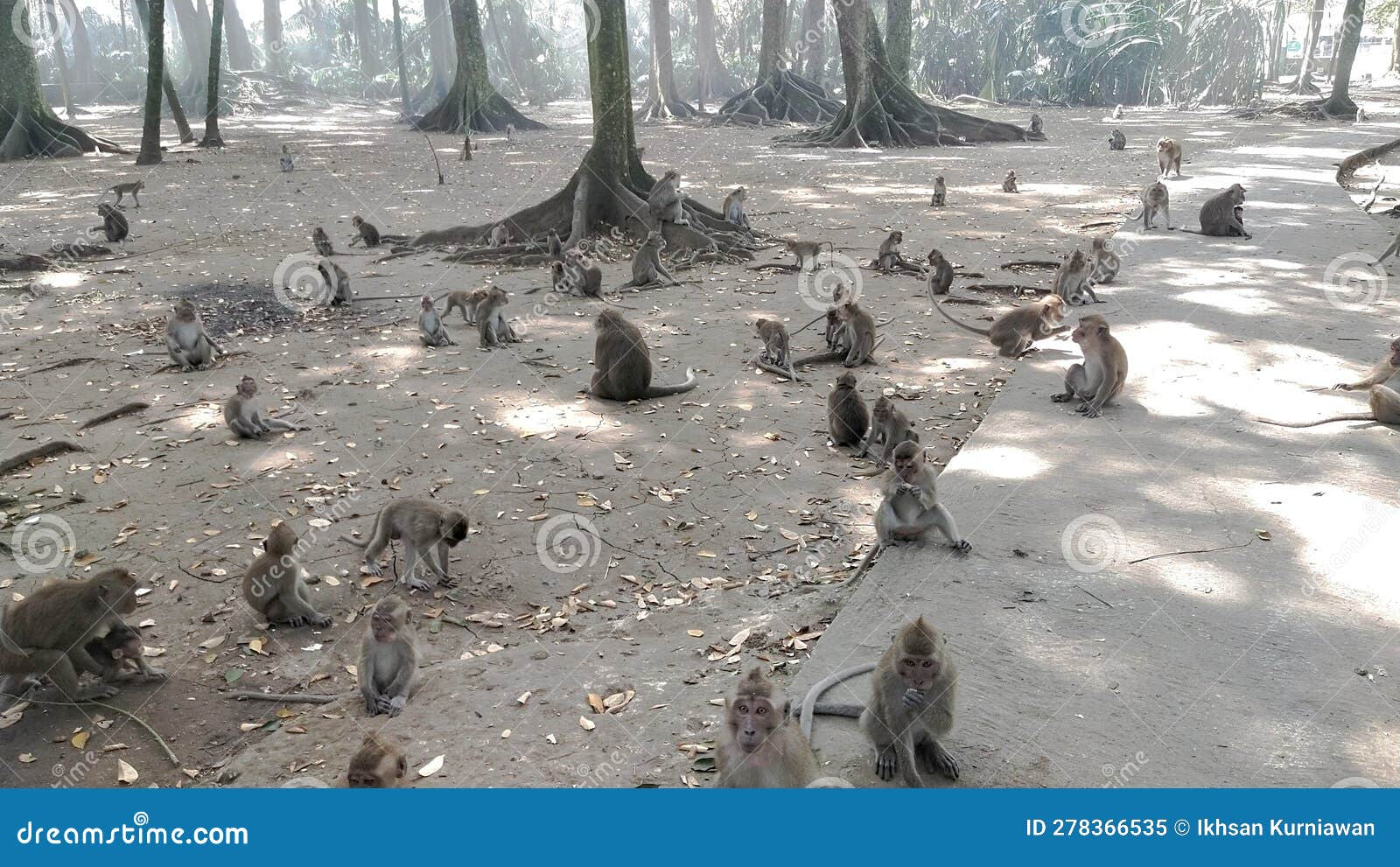 So Many Monkeys Coming in Monkey Forest Solear Indonesia Stock Image ...