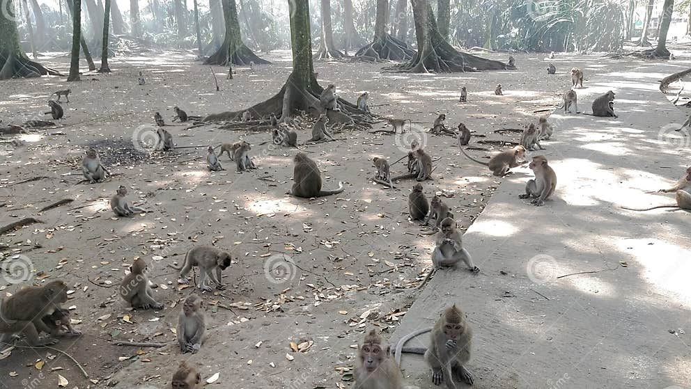 So Many Monkeys Coming in Monkey Forest Solear Indonesia Stock Image - Image of indonesia ...