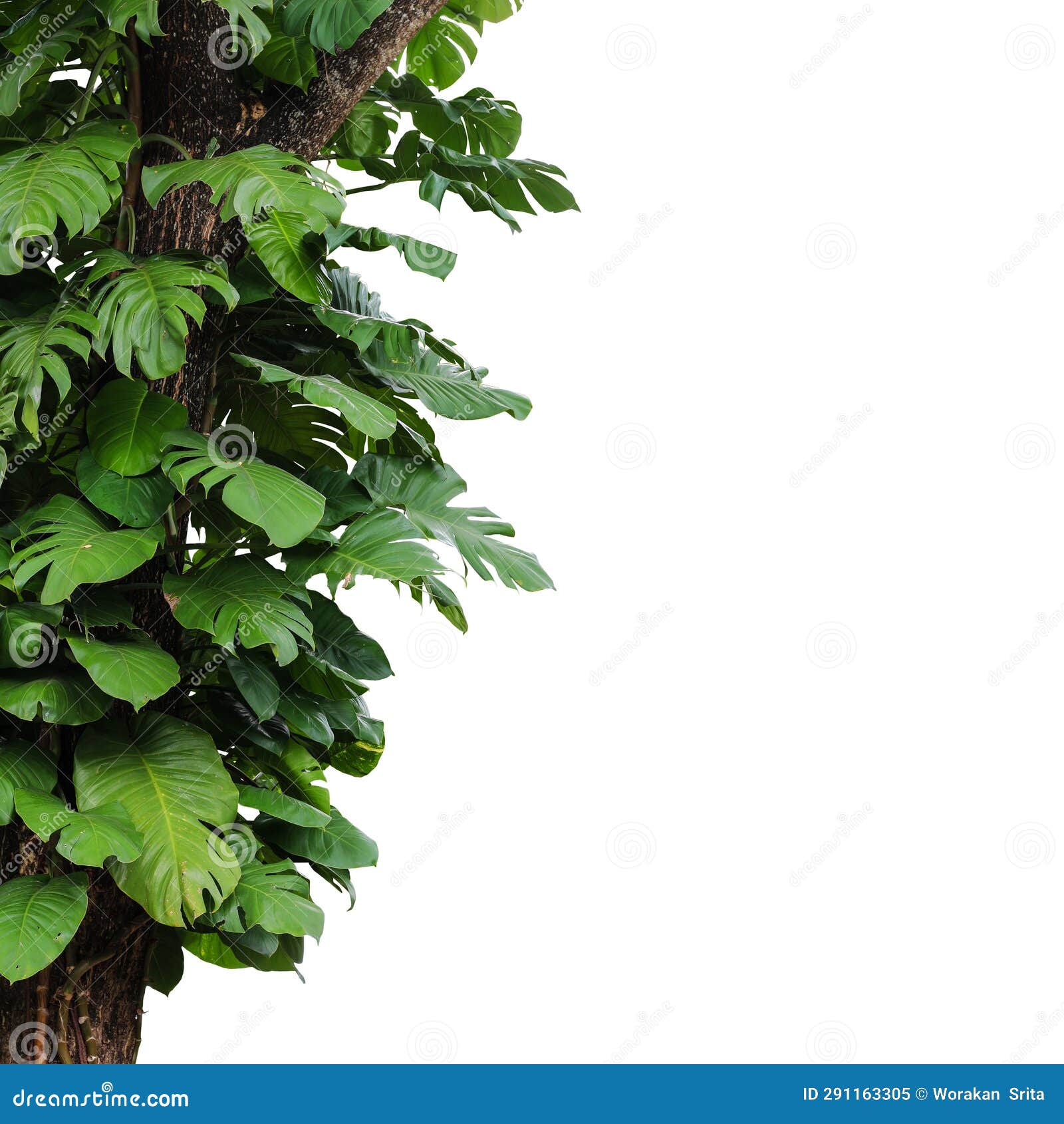 Many Montera Trees Wrapped Around a Tree Isolated on a White Background ...