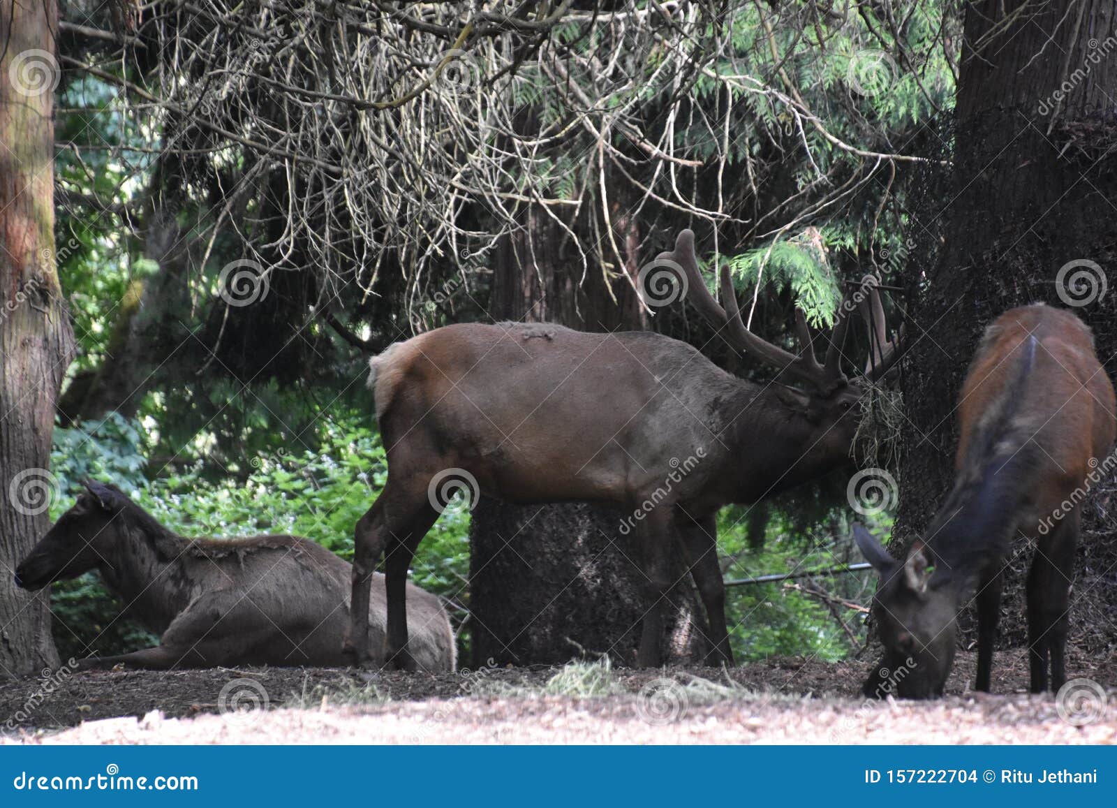 Moose in the Wild stock photo. Image of ecology, landscape - 157222704