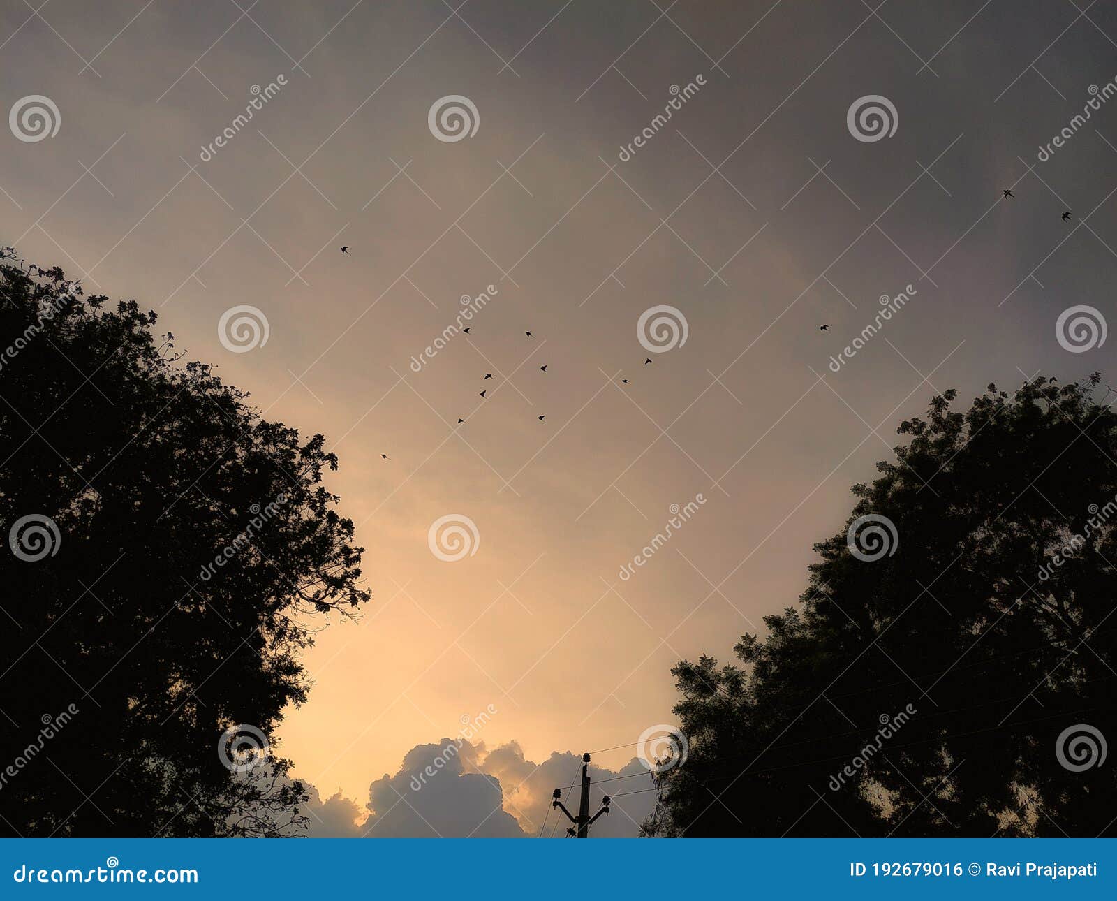 Many More Birds are Flying on Sky Stock Photo - Image of dusk, farm ...