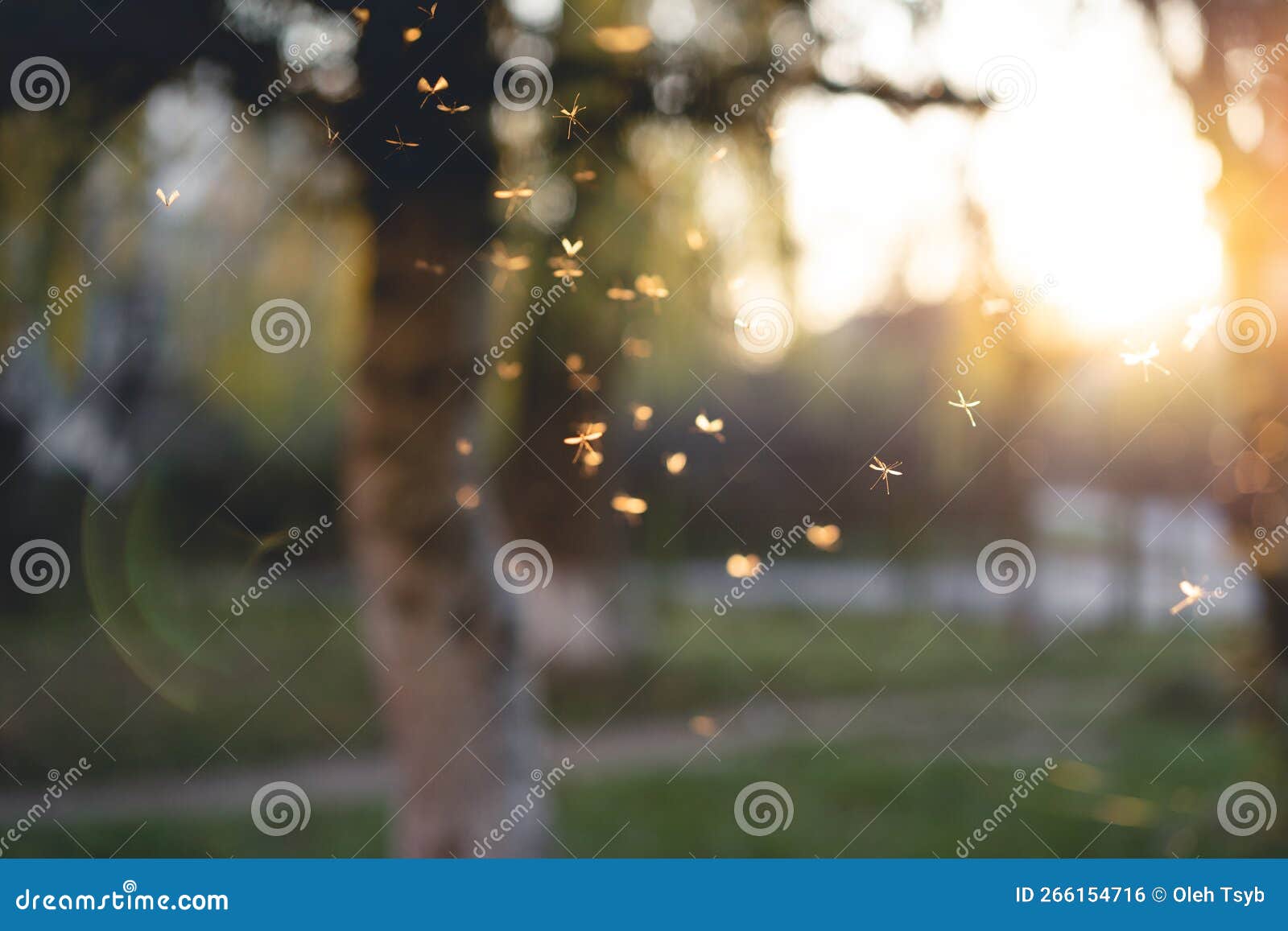 Many Mosquitoes at Sunset on the Park Stock Photo - Image of sunlight ...