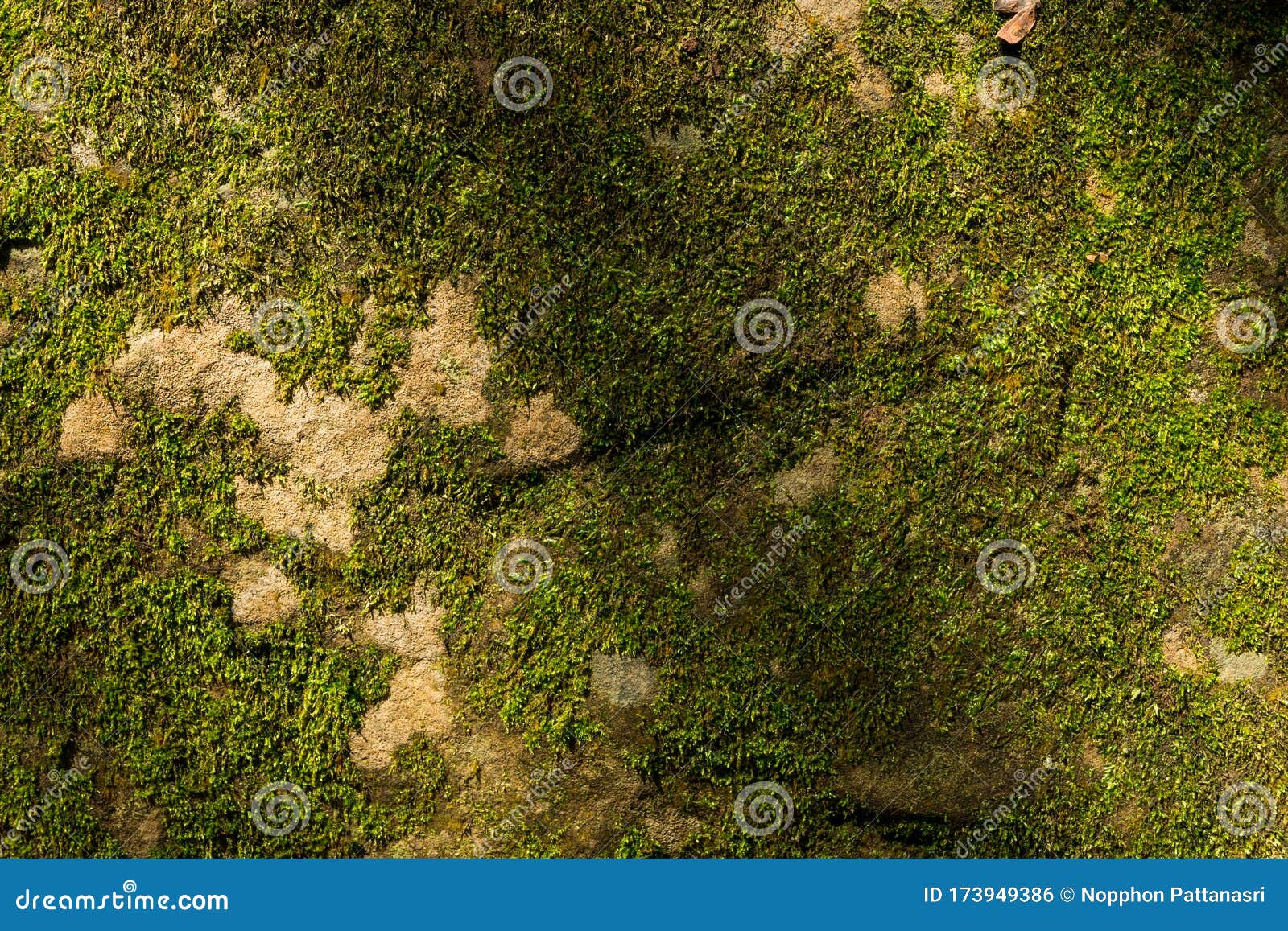 Many Mosses Stuck To the Surface of a Large Rock. this Image is Used As ...