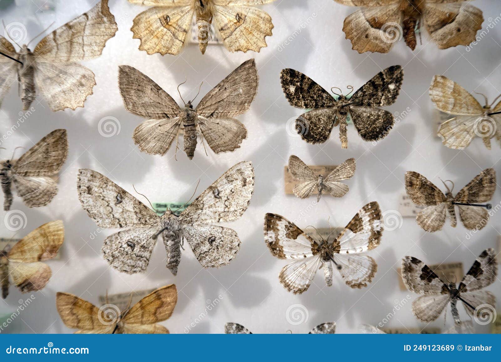 Many Moth Collection on Display Editorial Stock Image - Image of ...