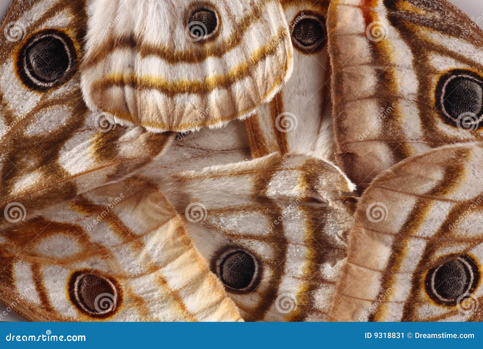 Many moth wings stock image. Image of colorful, delicate - 9318831
