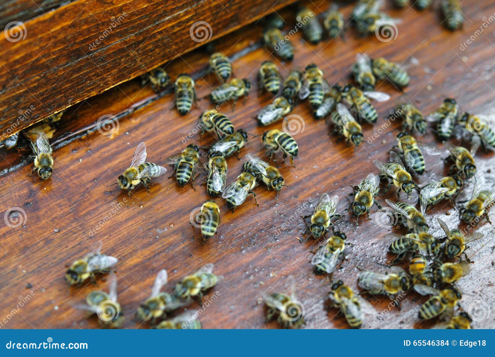 Many Moving Bees on Wooden Board of Beehive Stock Photo - Image of ...