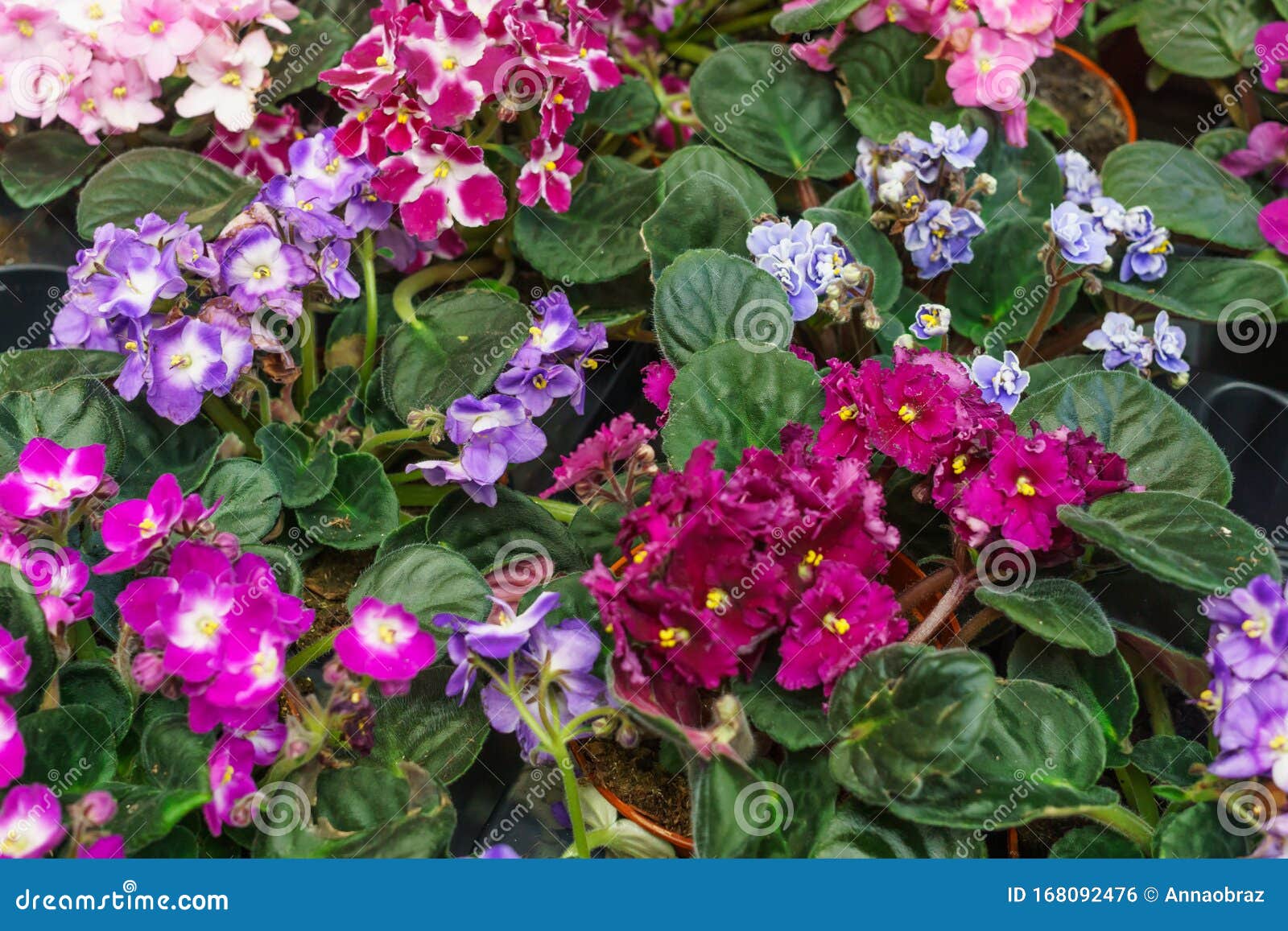 Many Multi-colored Alpine Violets in Flower Pots Stock Photo - Image of ...