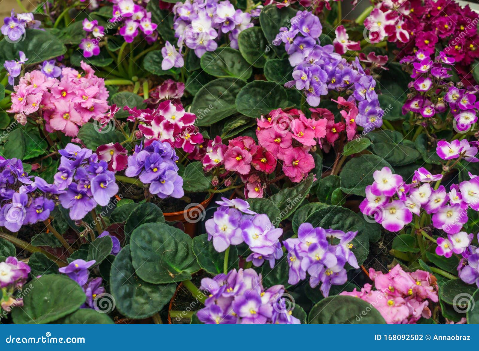 Many Multi-colored Alpine Violets in Flower Pots Stock Photo - Image of ...