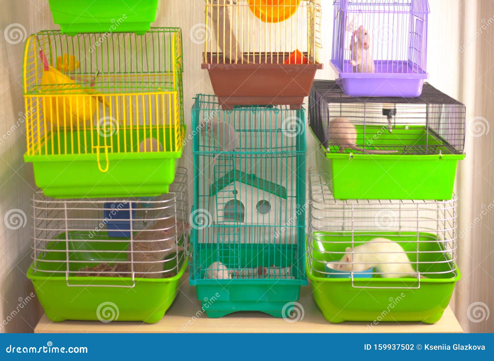 Cages for Mice. Houses for Decorative Rats Stock Photo - Image of ...