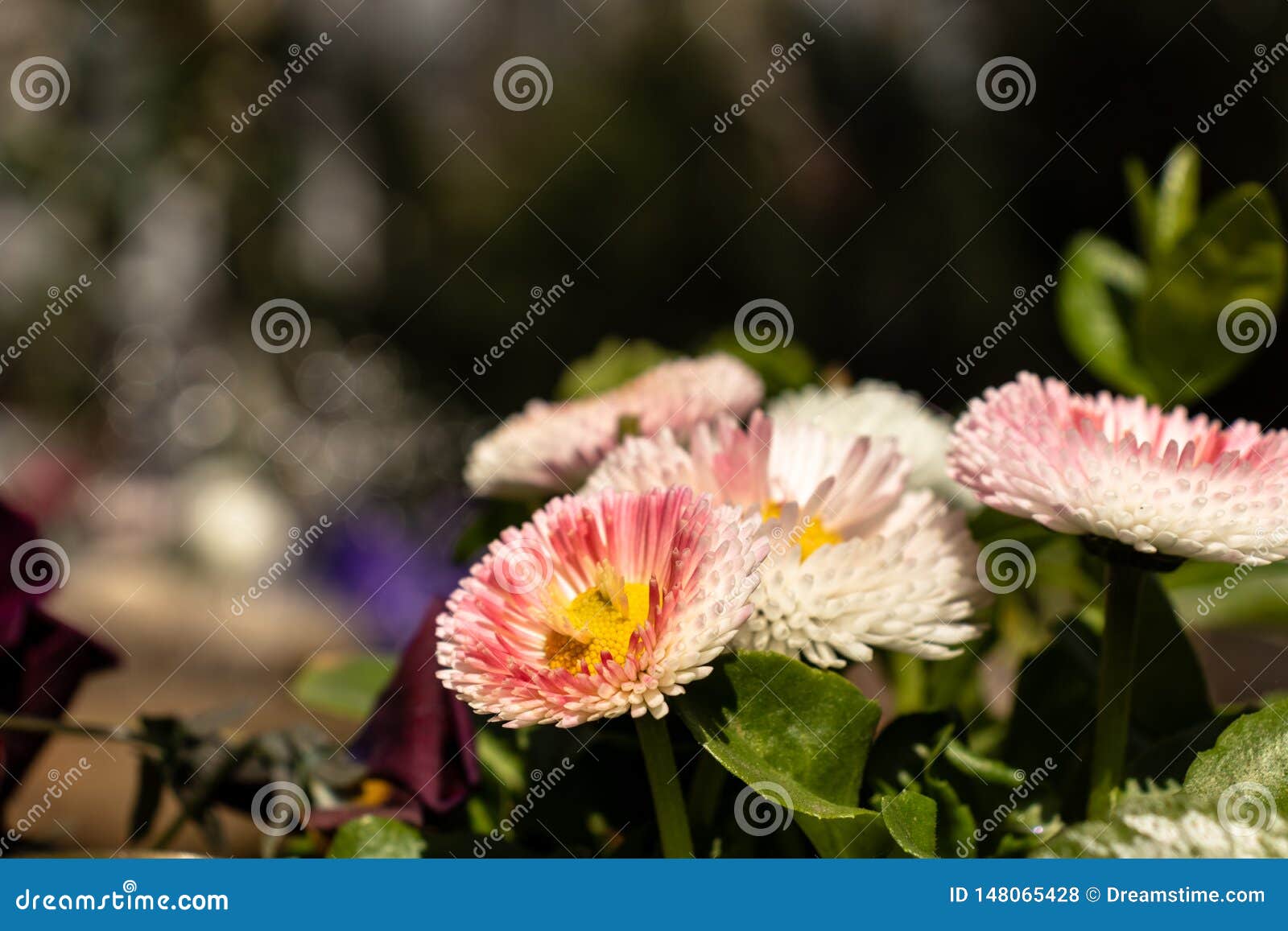 Many multi-colored flowers stock photo. Image of aroma - 148065428