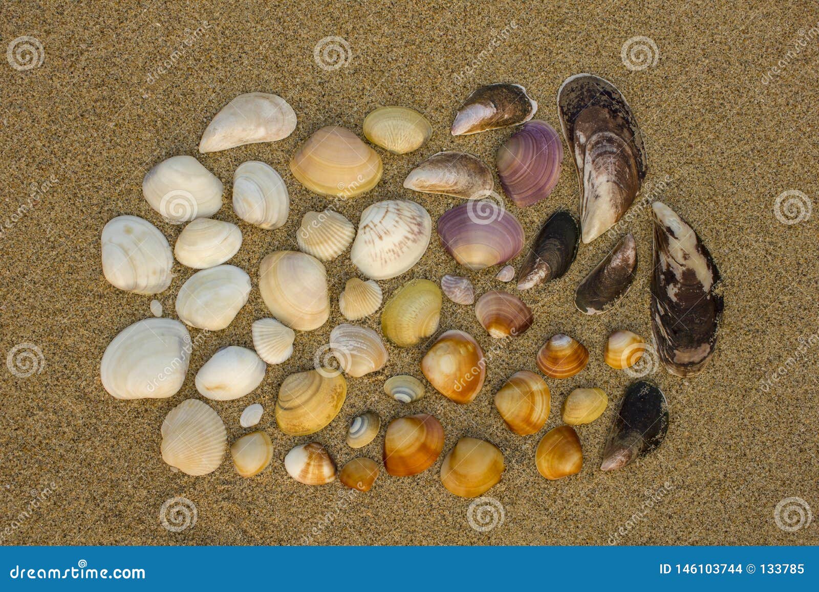 Many Multi-colored Shells of Different Size and Shape on the Yellow ...