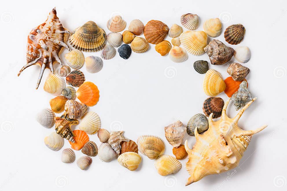 Many Multi-colored Small Seashells and Two Large Ones are Randomly ...