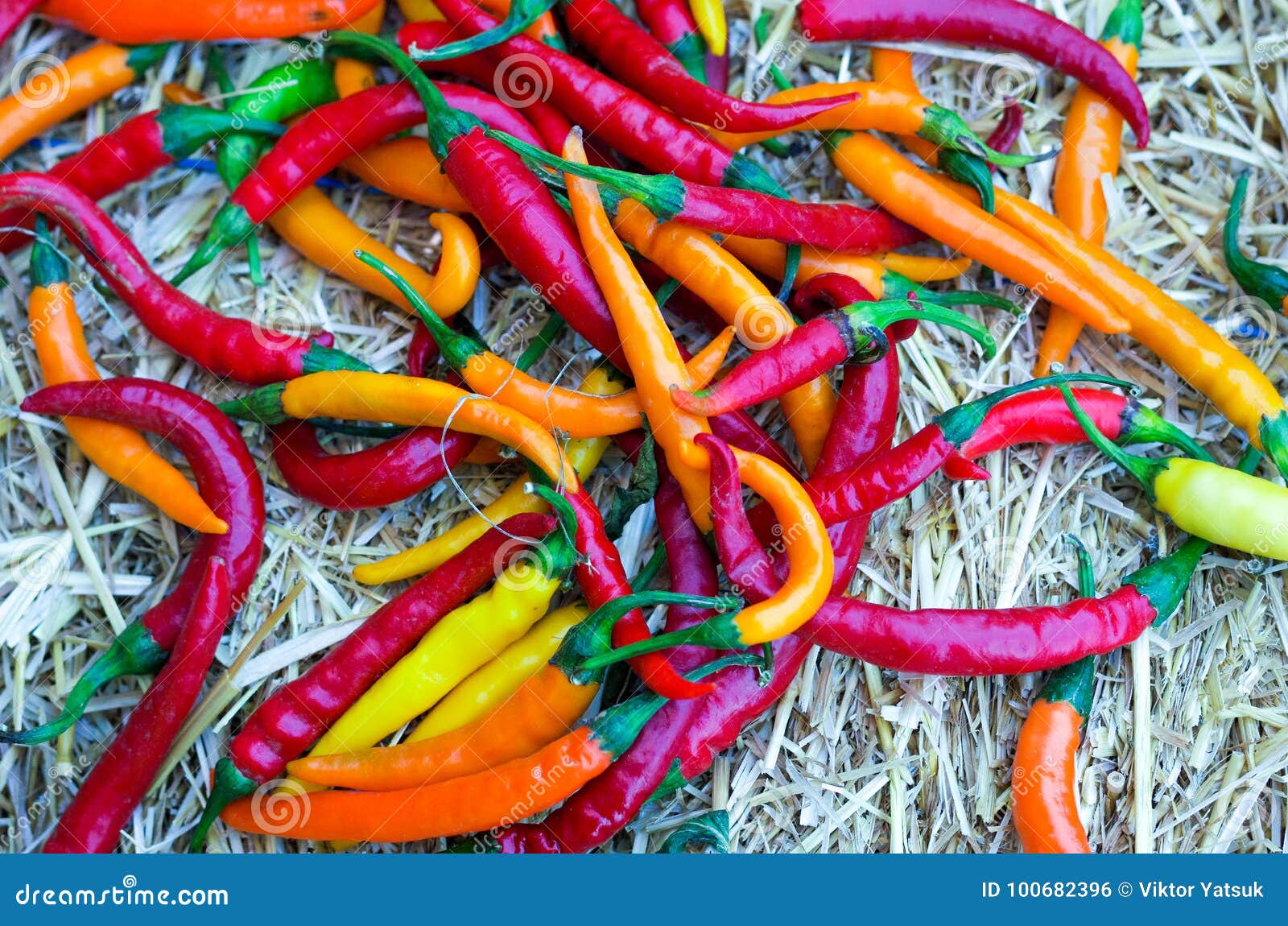 Many Multicolored Hot Peppers. Stock Photo - Image of gourmet, bright ...