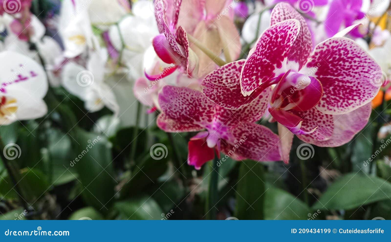 Many Multicolored Orchids Stand on the Shelf Stock Image - Image of ...
