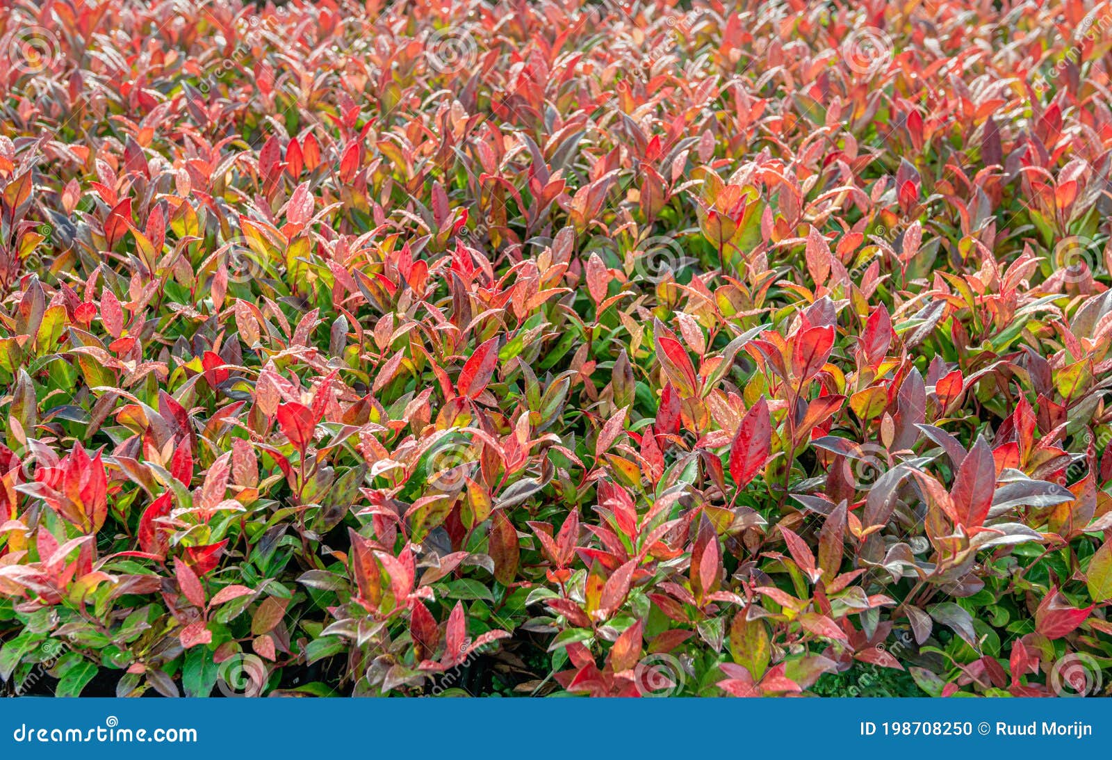 Multicolored Young Tree Seedlings in Pots at a Dutch Tree Nursery Stock ...